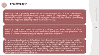 Plucking operation in the Tea Garden of Assam | PPT