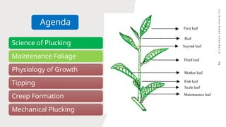 Plucking operation in the Tea Garden of Assam | PPT