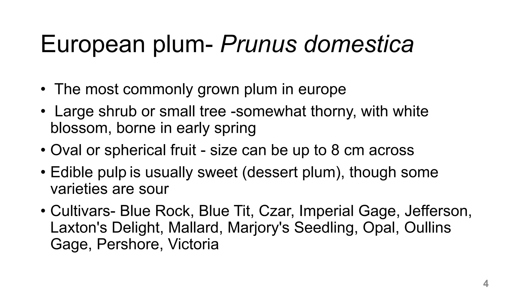 Plum | PPTX