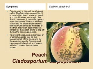 Plum diseases A Lecture on ToT By Allah Dad Khan | PPTX