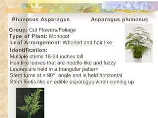 Plumosus Asparagus Show | PPT