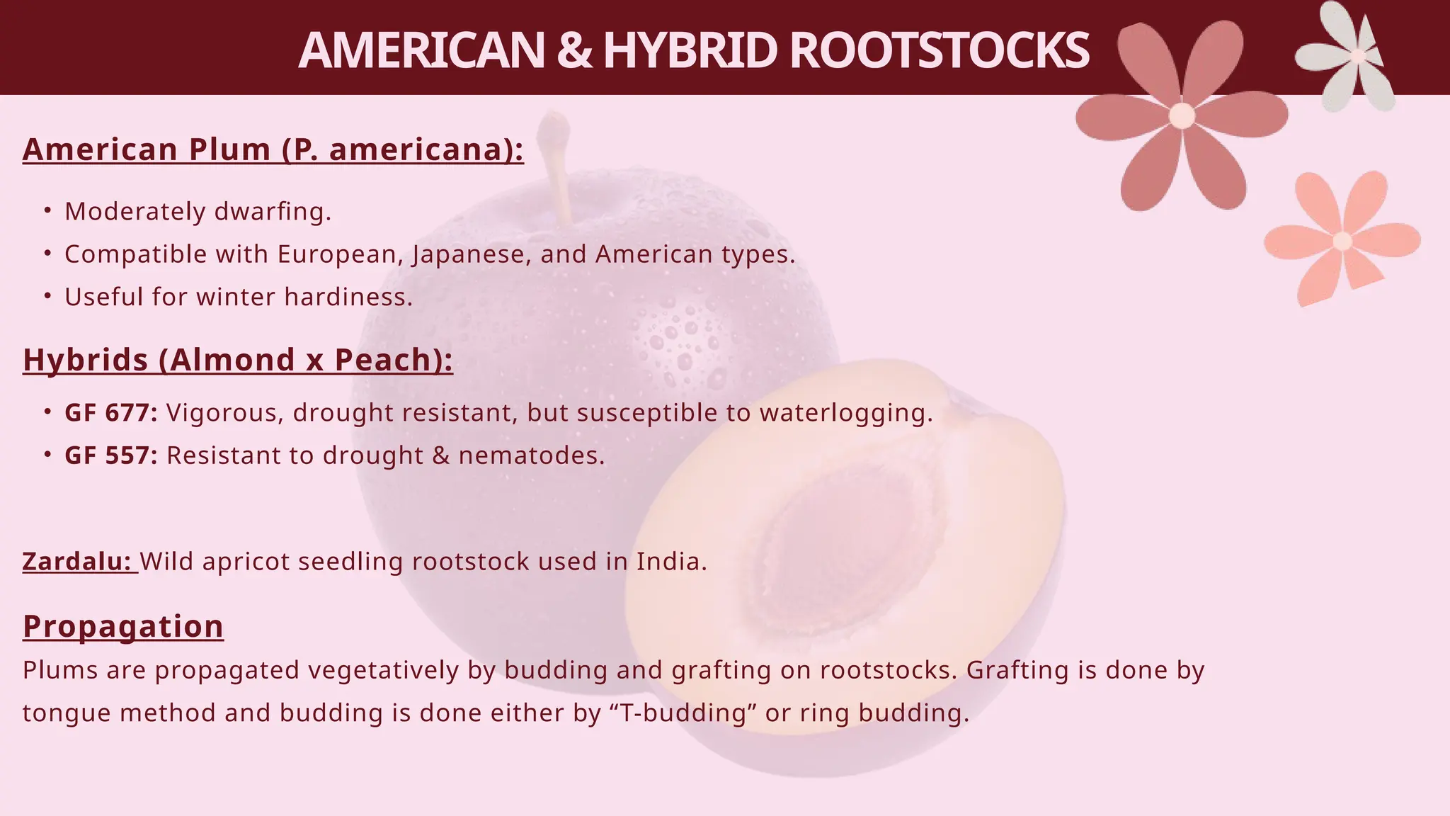 PLUM PRODUCTION TECHNOLOGY FOR YOUR COLLEGE SUBJECTS | PPTX