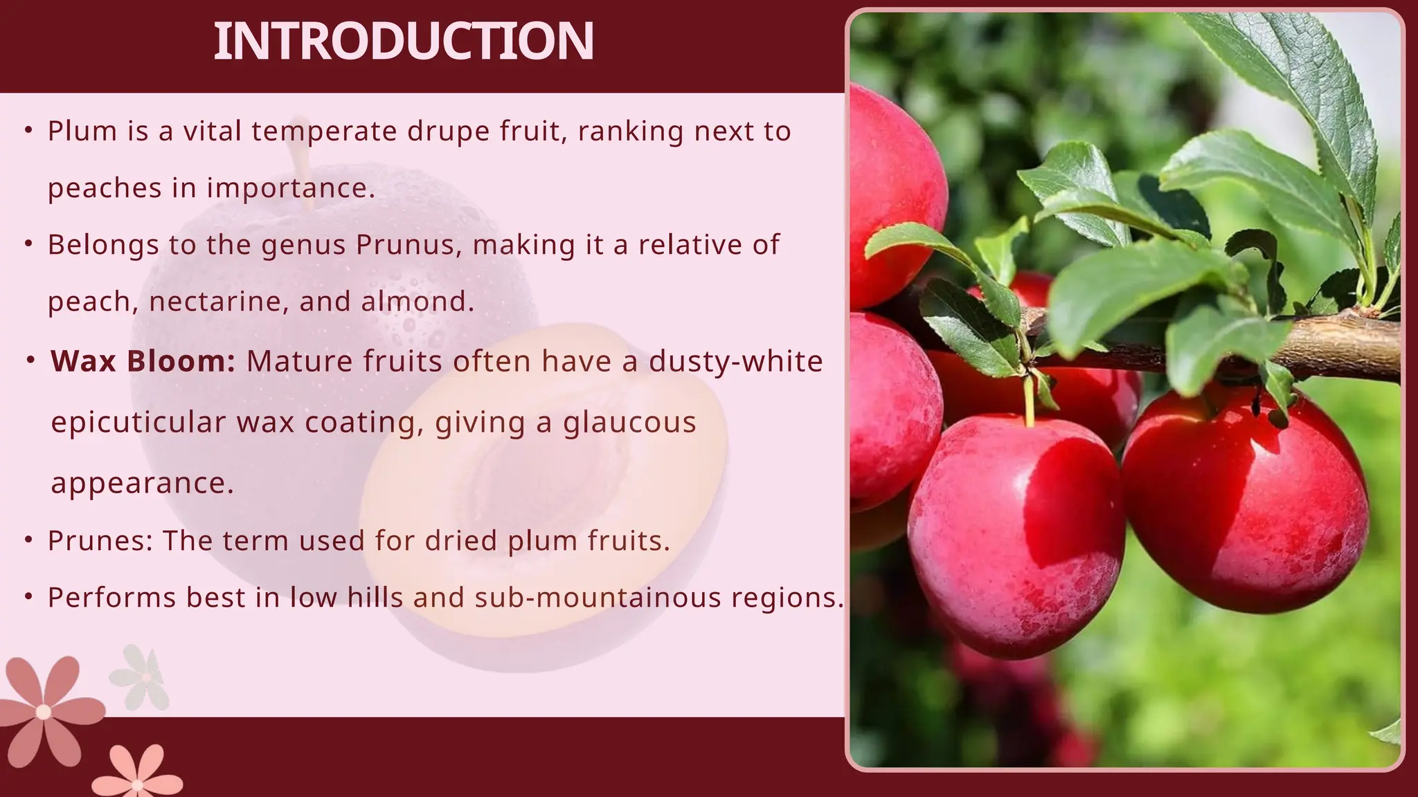 PLUM PRODUCTION TECHNOLOGY FOR YOUR COLLEGE SUBJECTS | PPTX