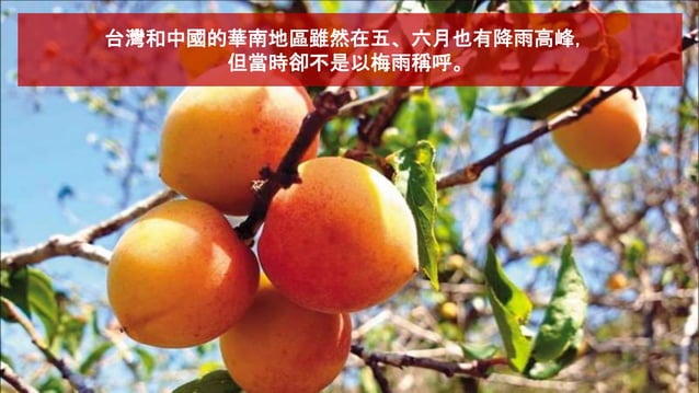 Plum Rain Season.pptx