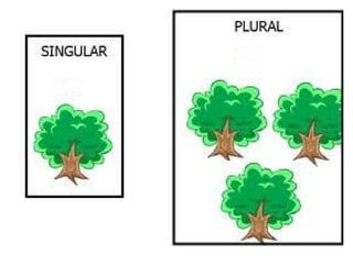 Plurales | PPT