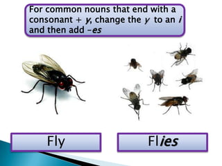Plural nouns | PPT