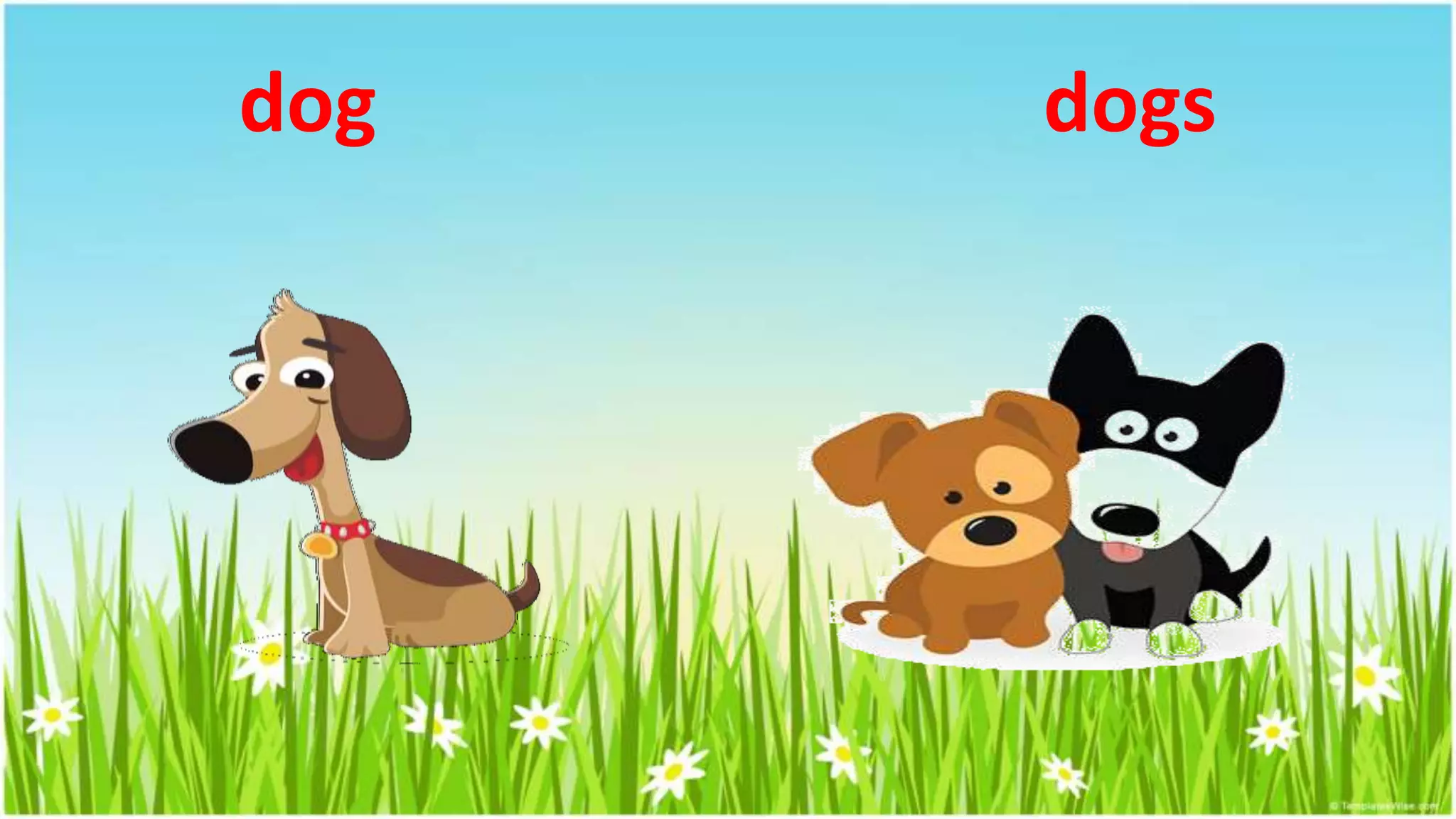 Animals. Plurals | PPTX