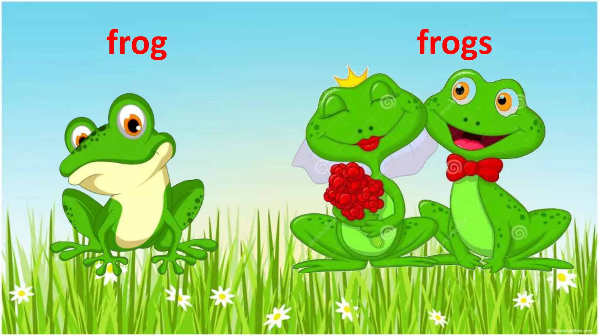 Animals. Plurals | PPTX