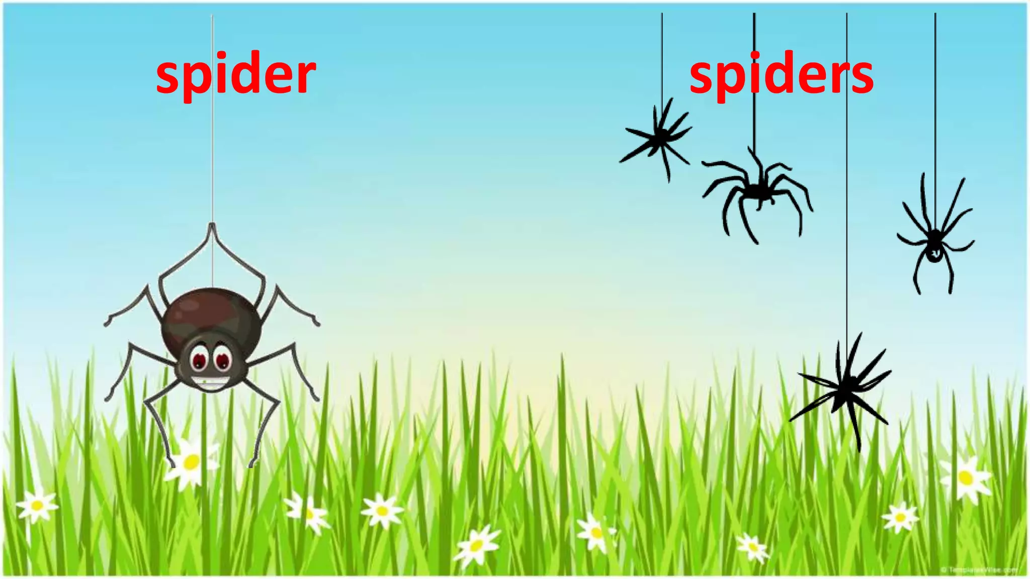 Animals. Plurals | PPTX