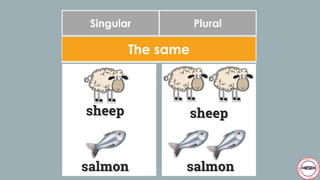 Plural Nouns: English Language | PDF