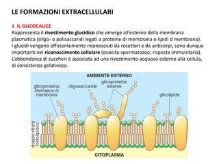 Pluricellularità | PPTX
