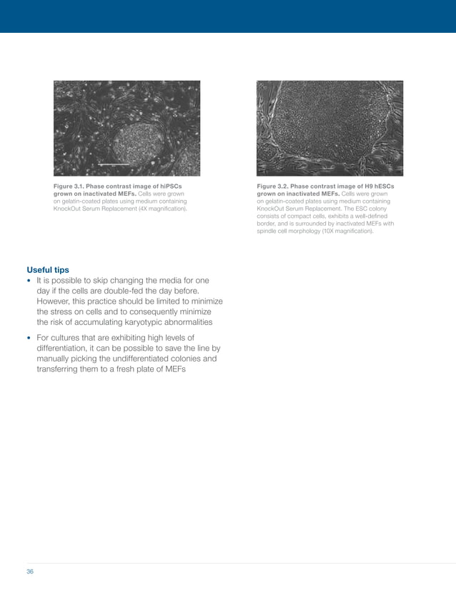 Pluripotent stem-cell-handbook-from-nature-and-thermoscience | PDF