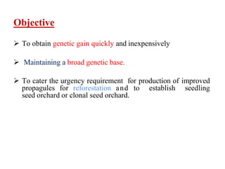 plus tree selection.pptx