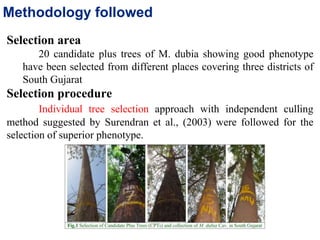 plus tree selection.pptx