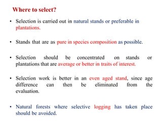 plus tree selection.pptx