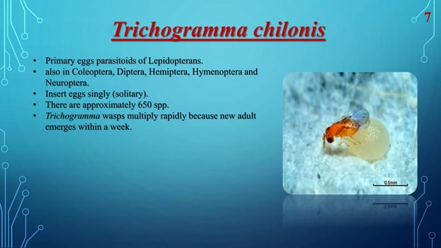 plutella xylostella.pptx