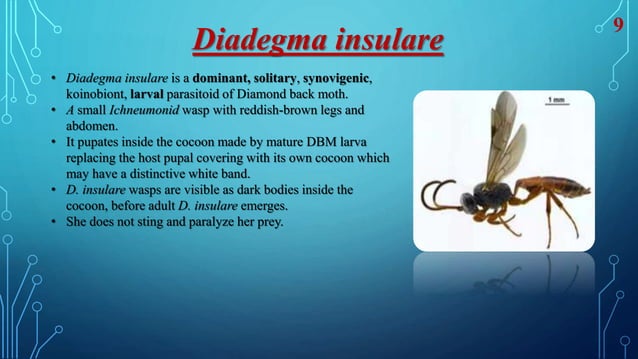 plutella xylostella.pptx