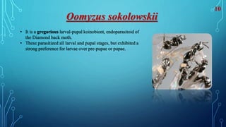 plutella xylostella.pptx