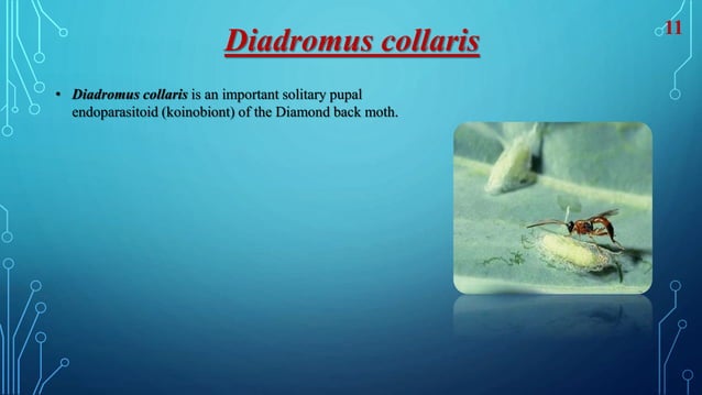 plutella xylostella.pptx