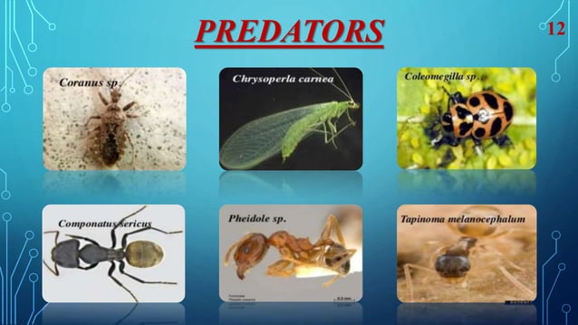 plutella xylostella.pptx