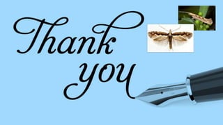 plutella xylostella.pptx