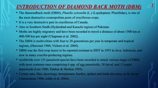 plutella xylostella.pptx