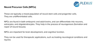 Neural Stem Cells : All You Need to Know | PPTX