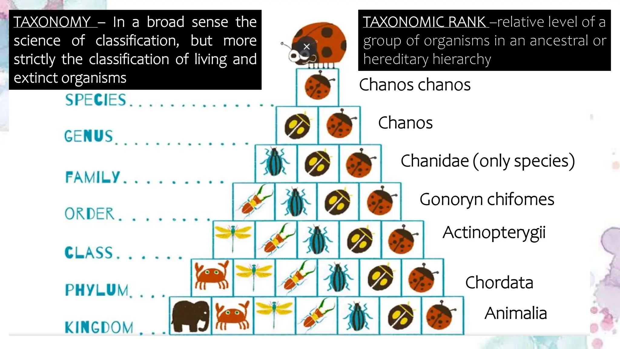 PM-6 major categories of insect.pptx