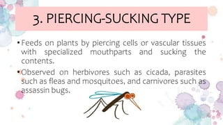 PM-6 major categories of insect.pptx