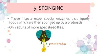 PM-6 major categories of insect.pptx
