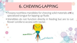 PM-6 major categories of insect.pptx