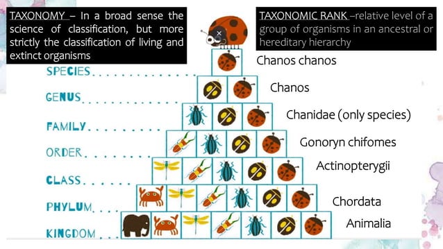 PM-6 major categories of insect.pptx