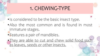 PM-6 major categories of insect.pptx