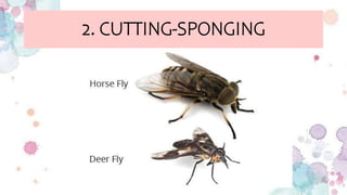 PM-6 major categories of insect.pptx