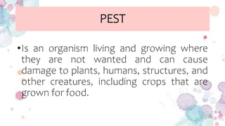 PM-6 major categories of insect.pptx