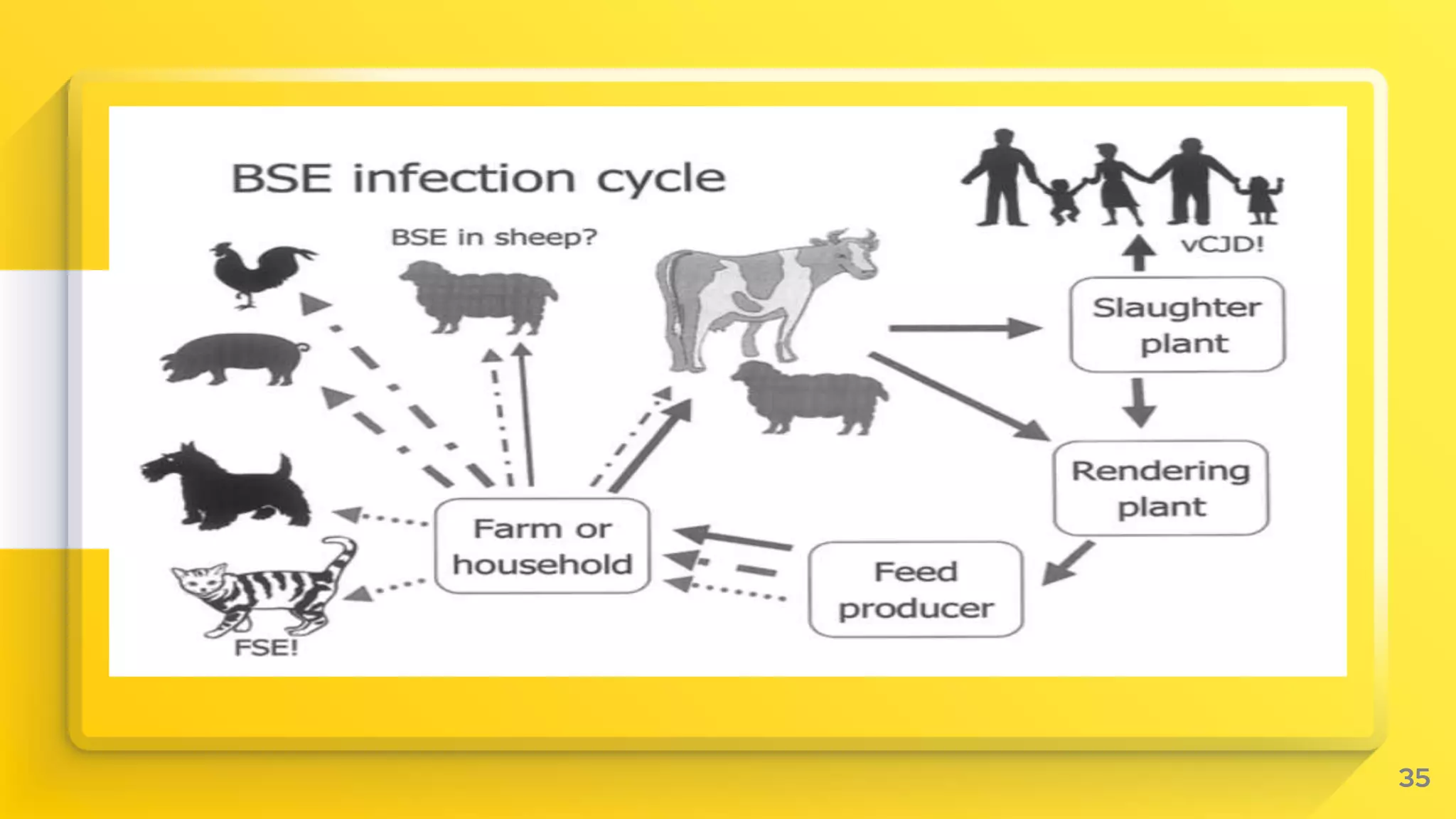 Plasma drug file and TSE/ BSE evaluation | PPTX