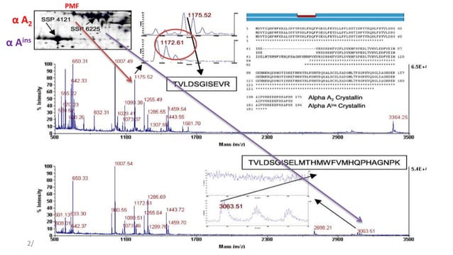Peptide Mass Fingerprinting (PMF) and Isotope Coded Affinity Tags (ICAT ...