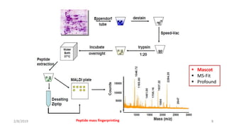 Peptide Mass Fingerprinting (PMF) and Isotope Coded Affinity Tags (ICAT ...