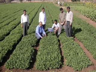 PMG Technology Doubling Groundnut Yields | PPT