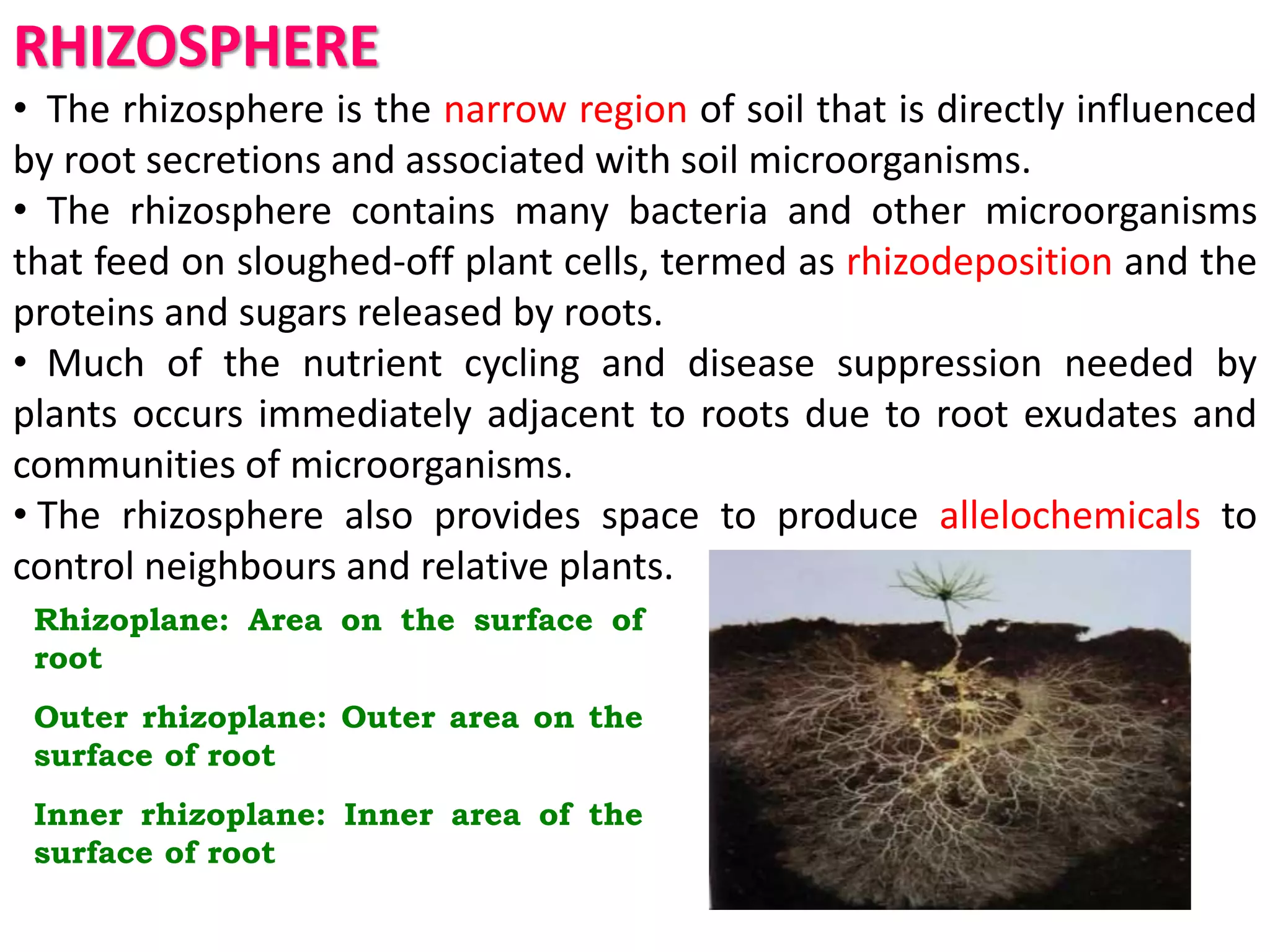 Plant Microbe Interaction | PPTX