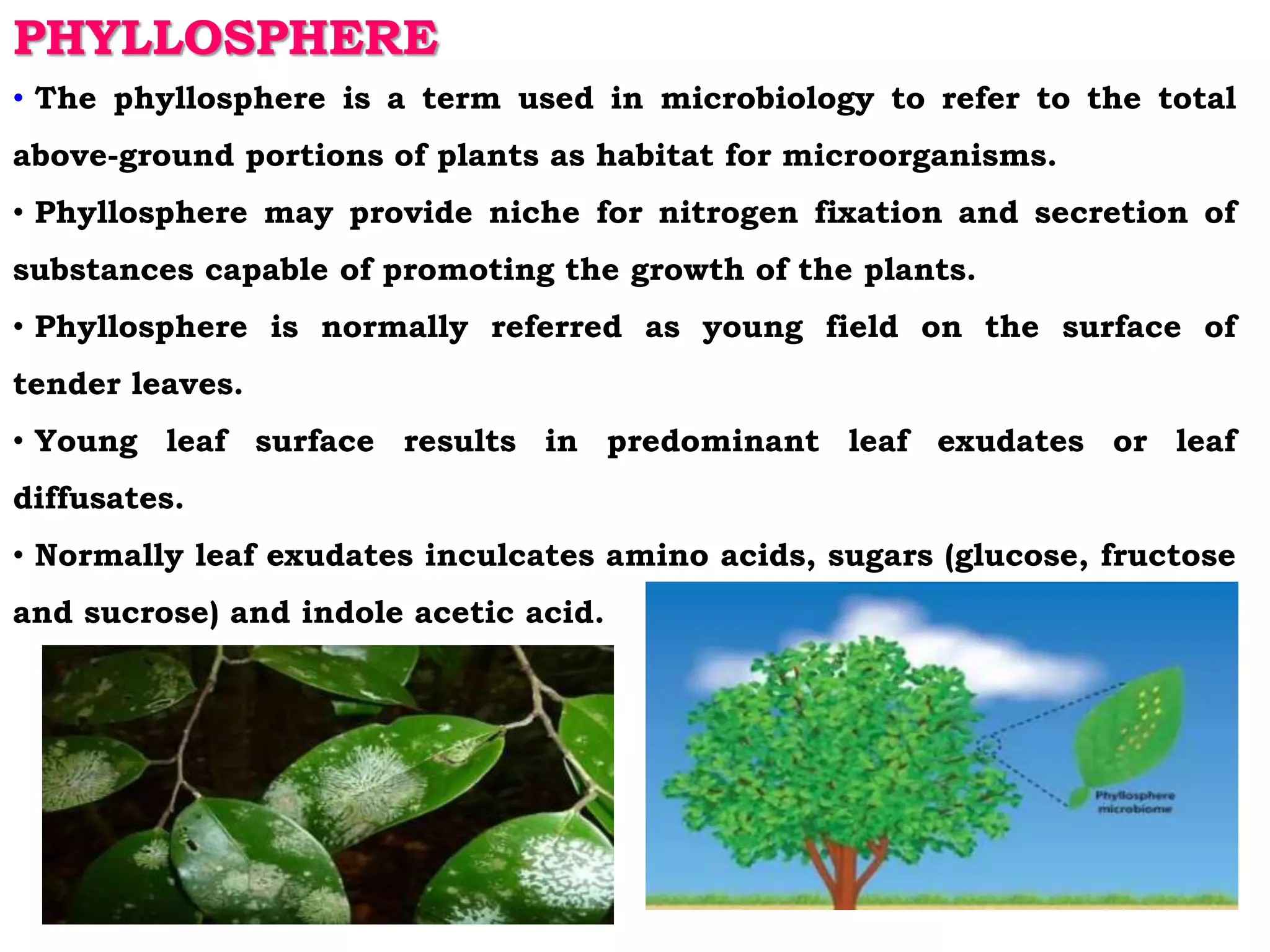 Plant Microbe Interaction | PPTX