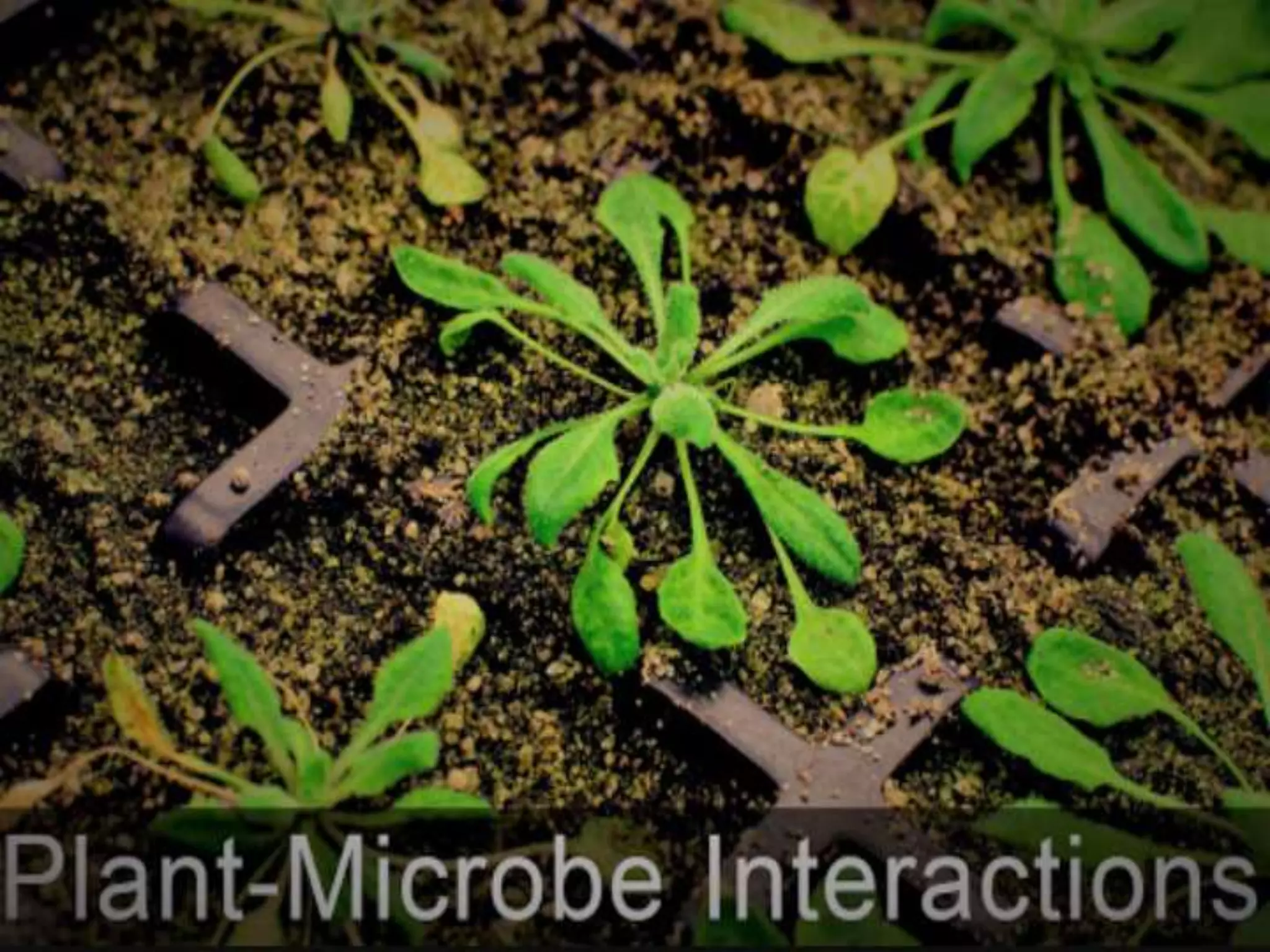 Plant Microbe Interaction | PPTX