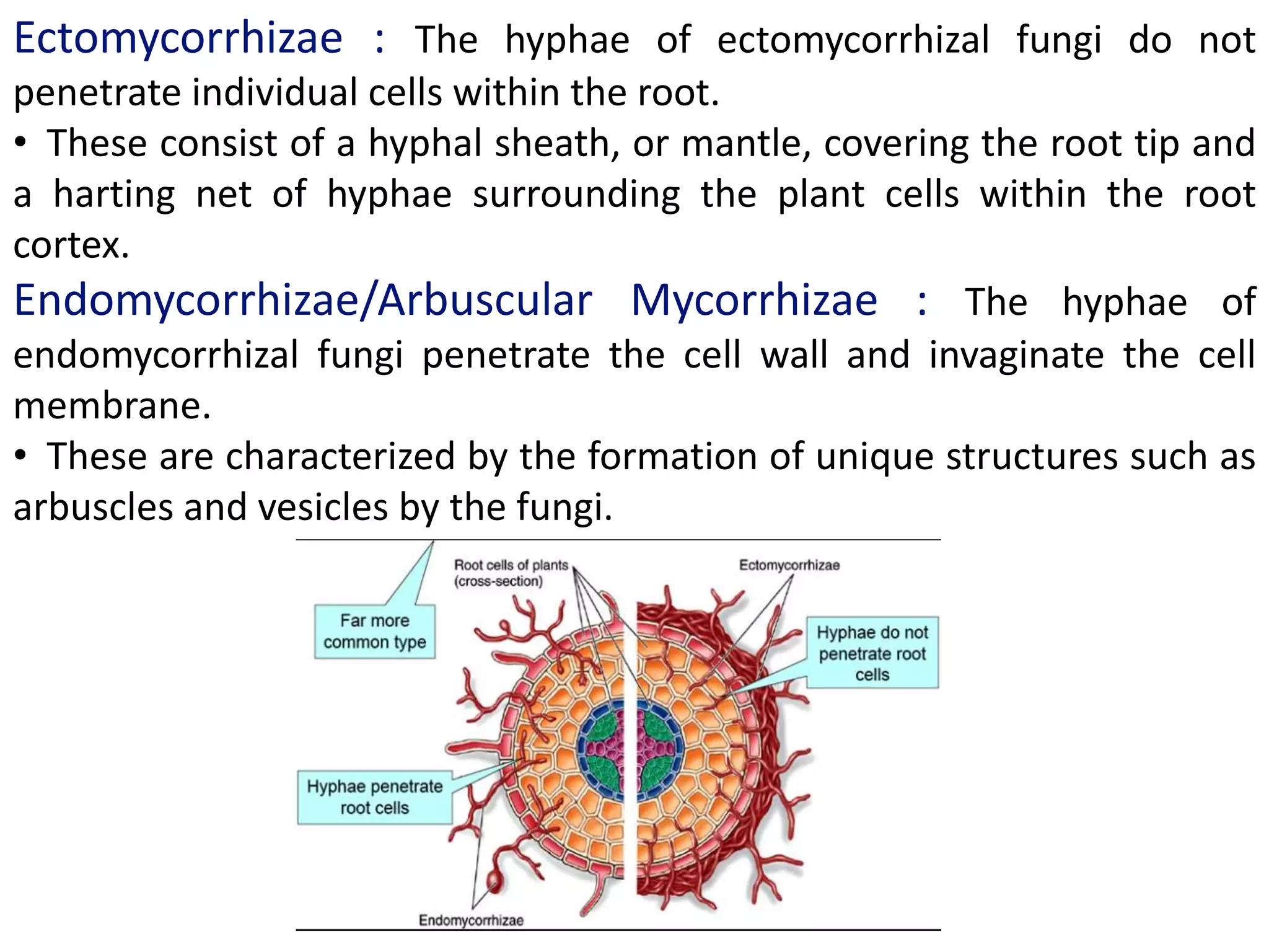 Plant Microbe Interaction | PPTX
