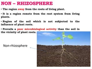 Plant Microbe Interaction | PPTX