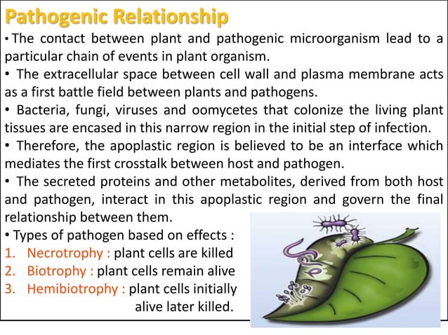Plant Microbe Interaction | PPTX
