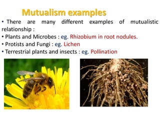Plant Microbe Interaction | PPTX