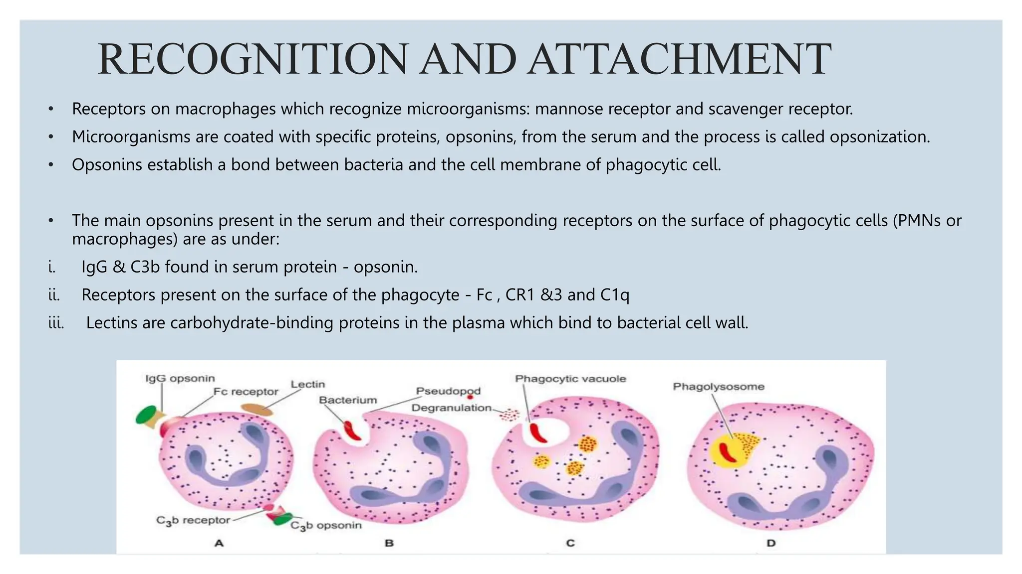 ROLE OF NEUTROPHILS IN HEALTH & DISEASE.pptx