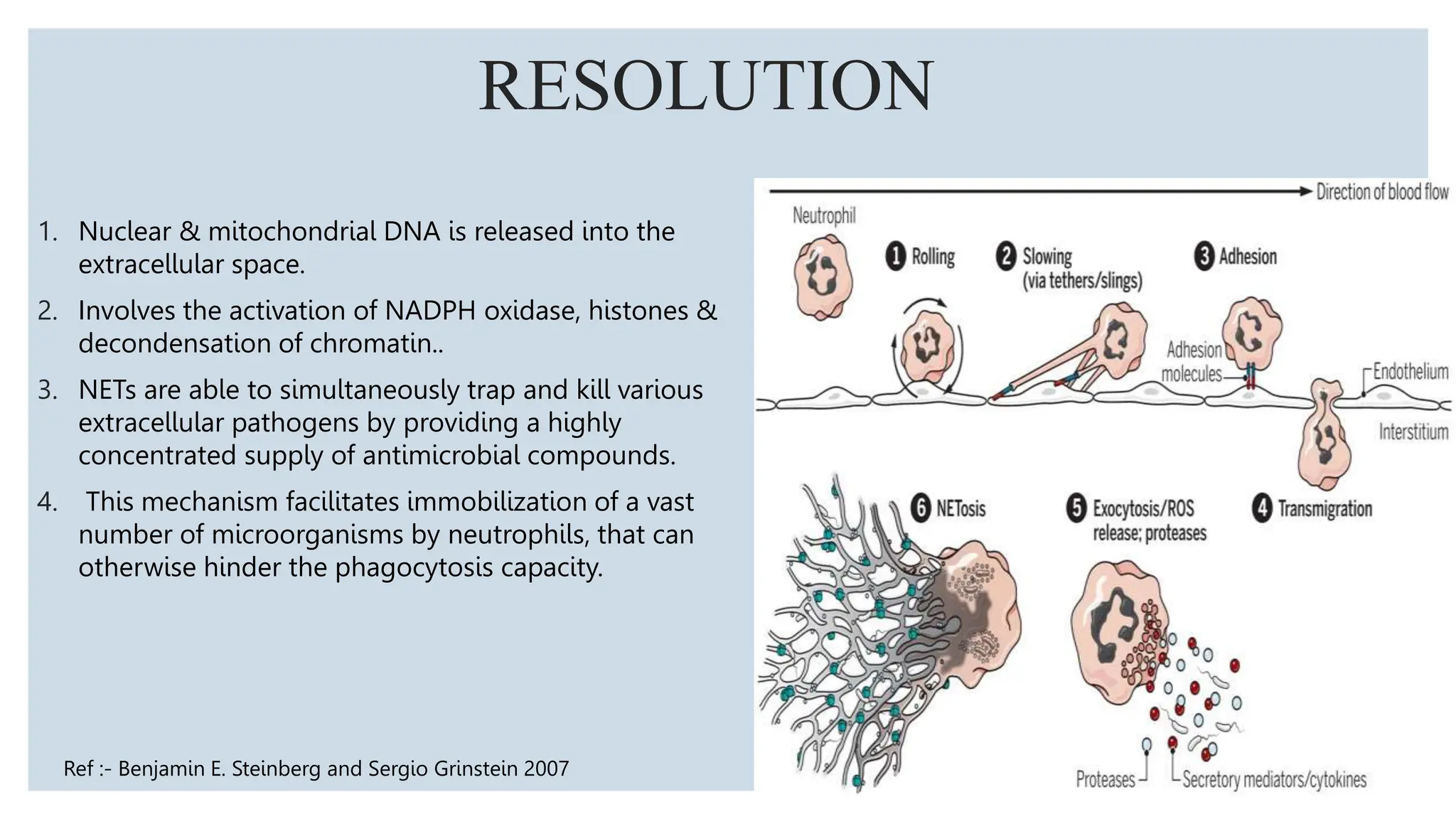 ROLE OF NEUTROPHILS IN HEALTH & DISEASE.pptx