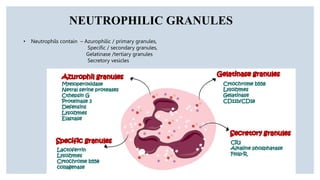 ROLE OF NEUTROPHILS IN HEALTH & DISEASE.pptx