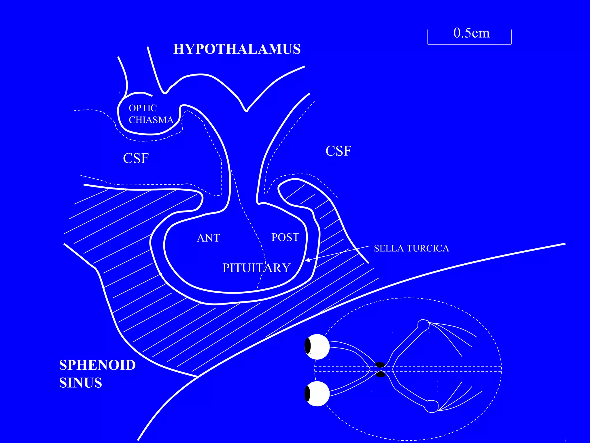 Pituitary Adrenal Thyroid Axis | PPT
